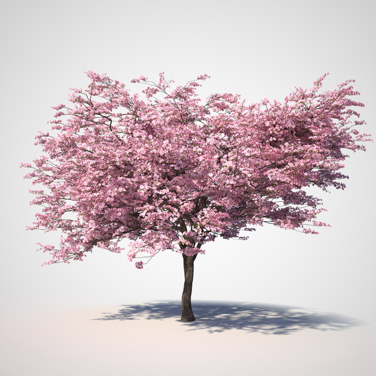 3d japanese sakura tree bark