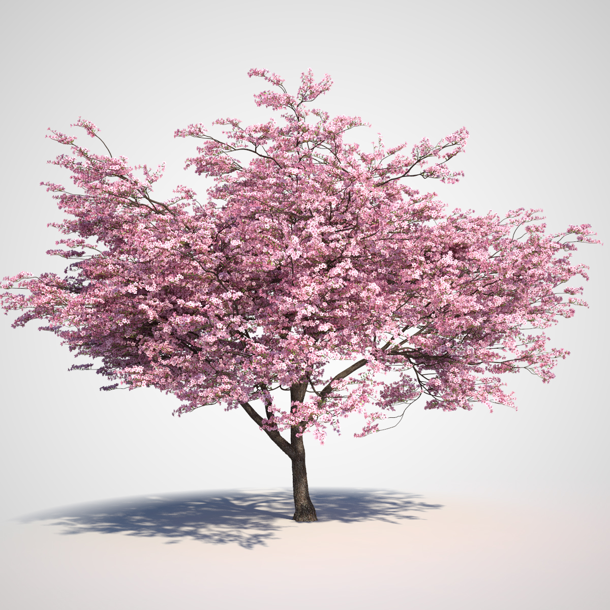 3d japanese sakura tree bark