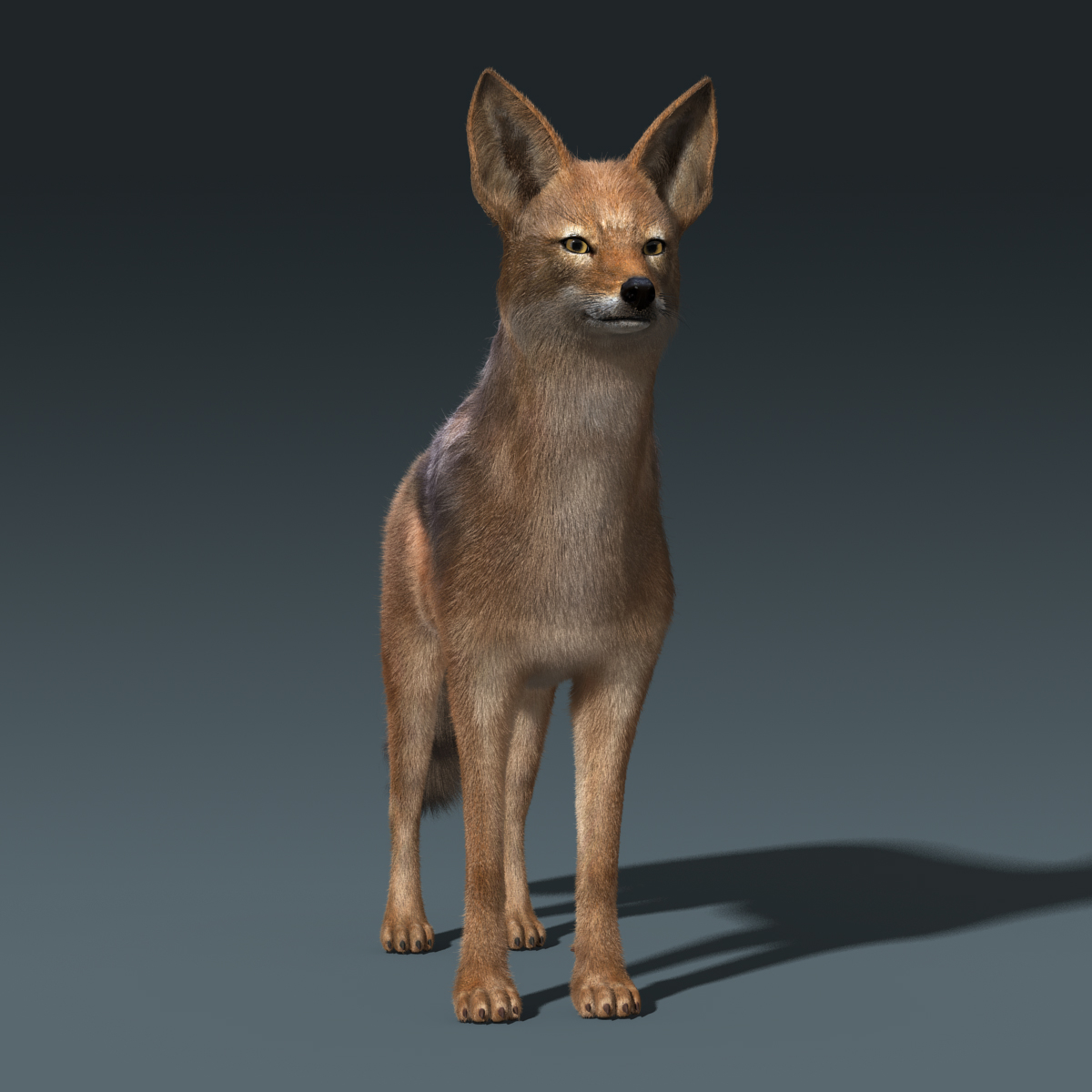 3d jackal fur rigged