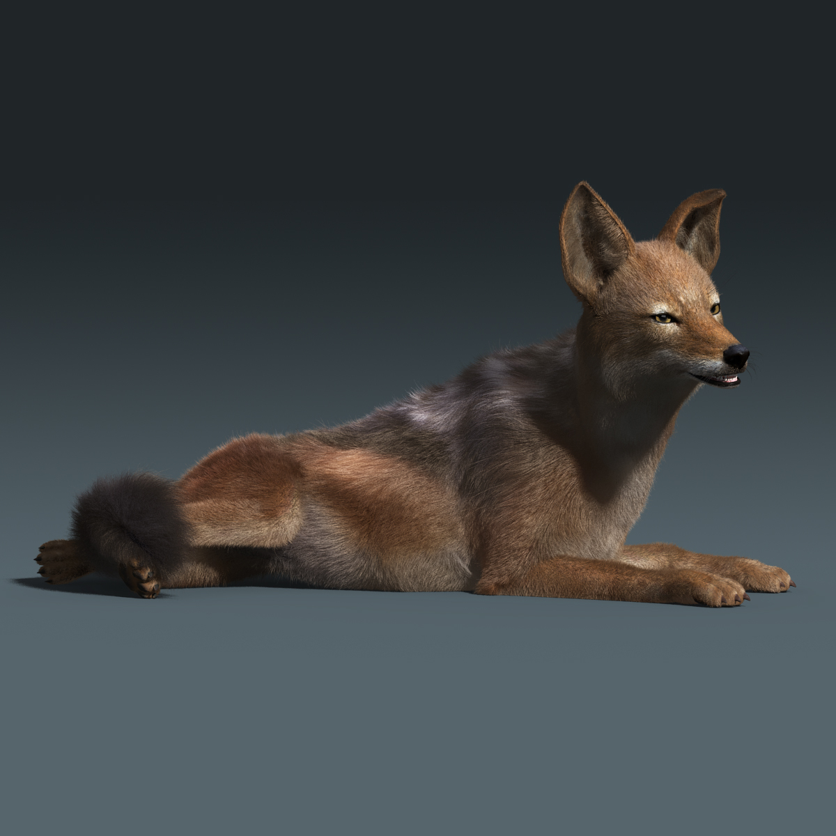 3d jackal fur rigged