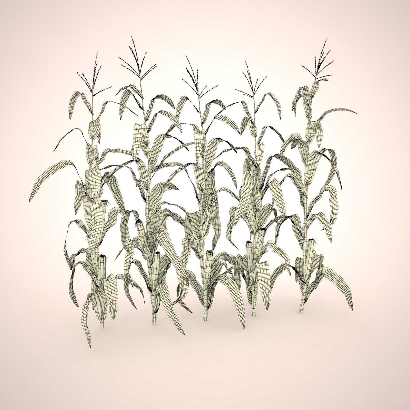3d corn stalks model