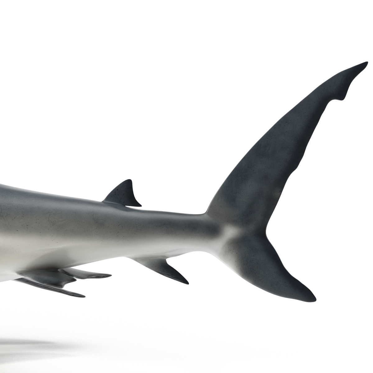 3d caribbean reef shark pose model