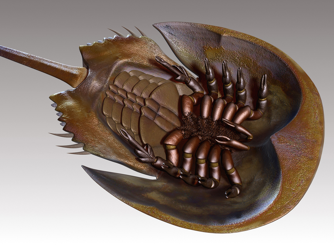 3d model limulus alaskan king
