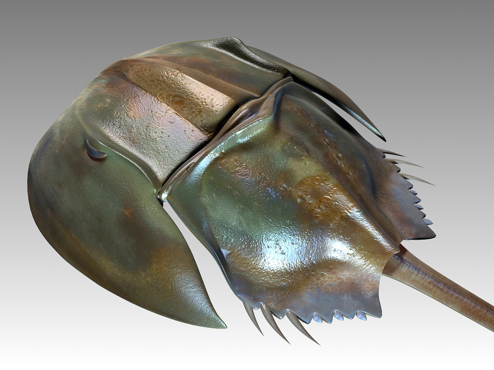 3d model limulus alaskan king