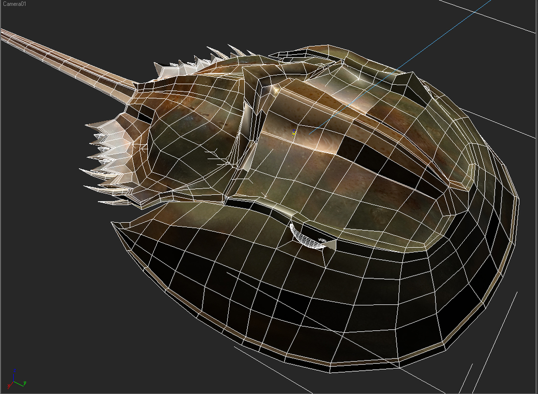 3d model limulus alaskan king