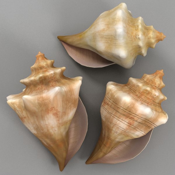 3d nautilus shell cut