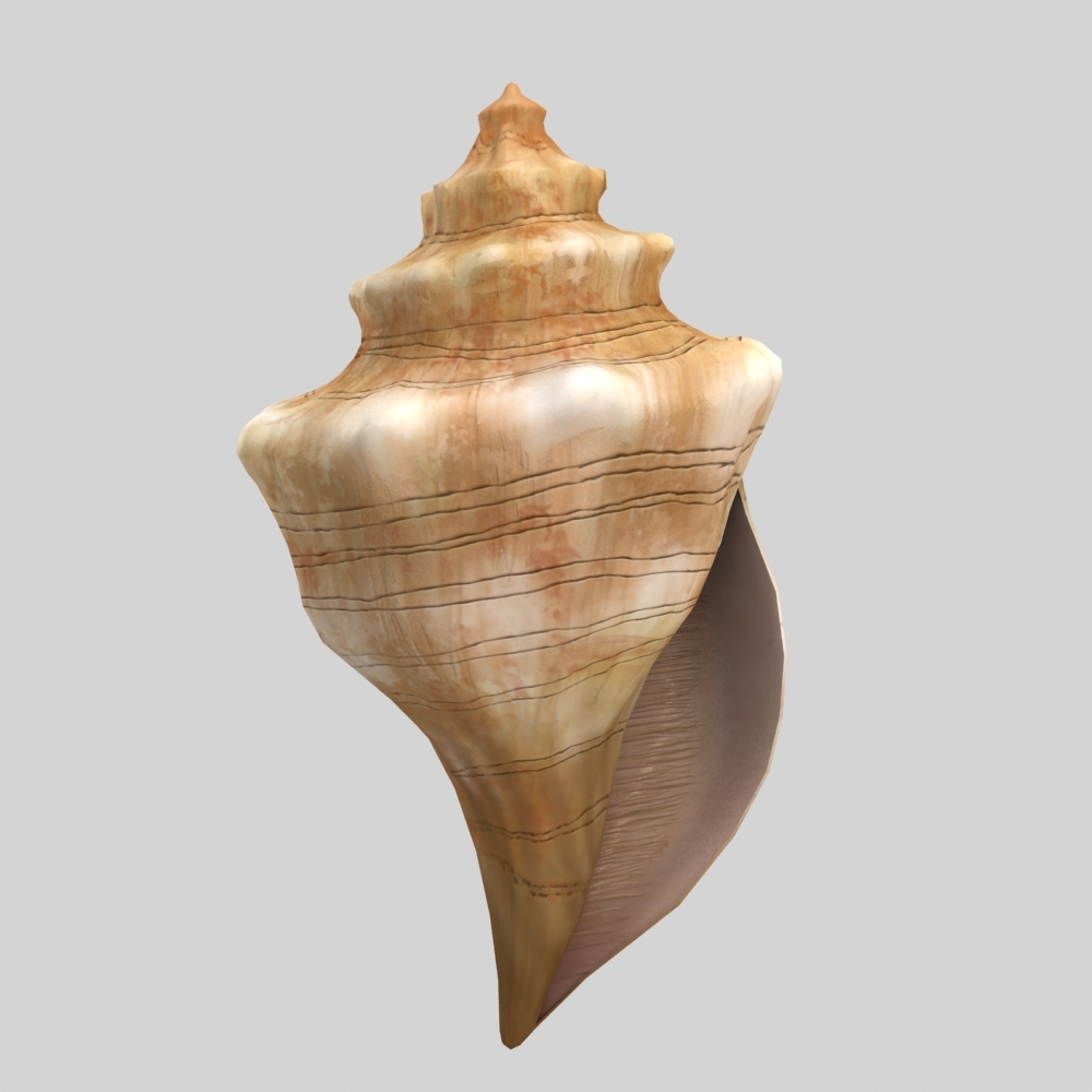 conch shell 3d model