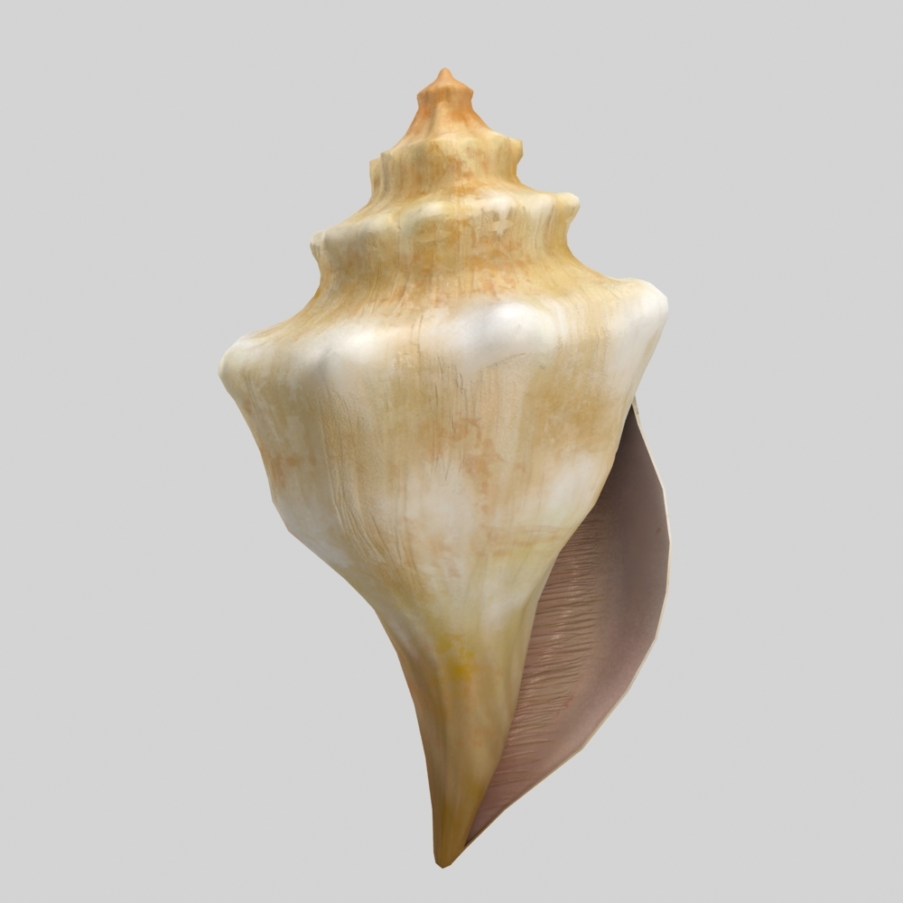conch shell 3d model