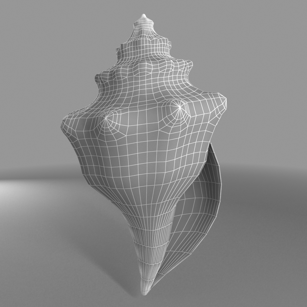 conch shell 3d model