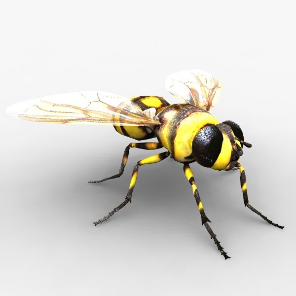 3d fly model