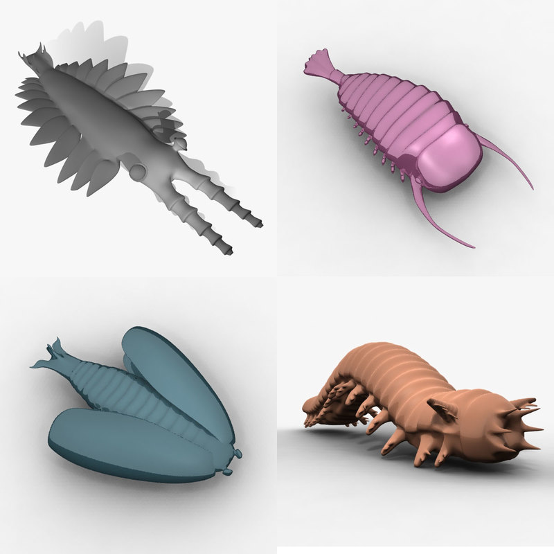3d ma animals cambrian