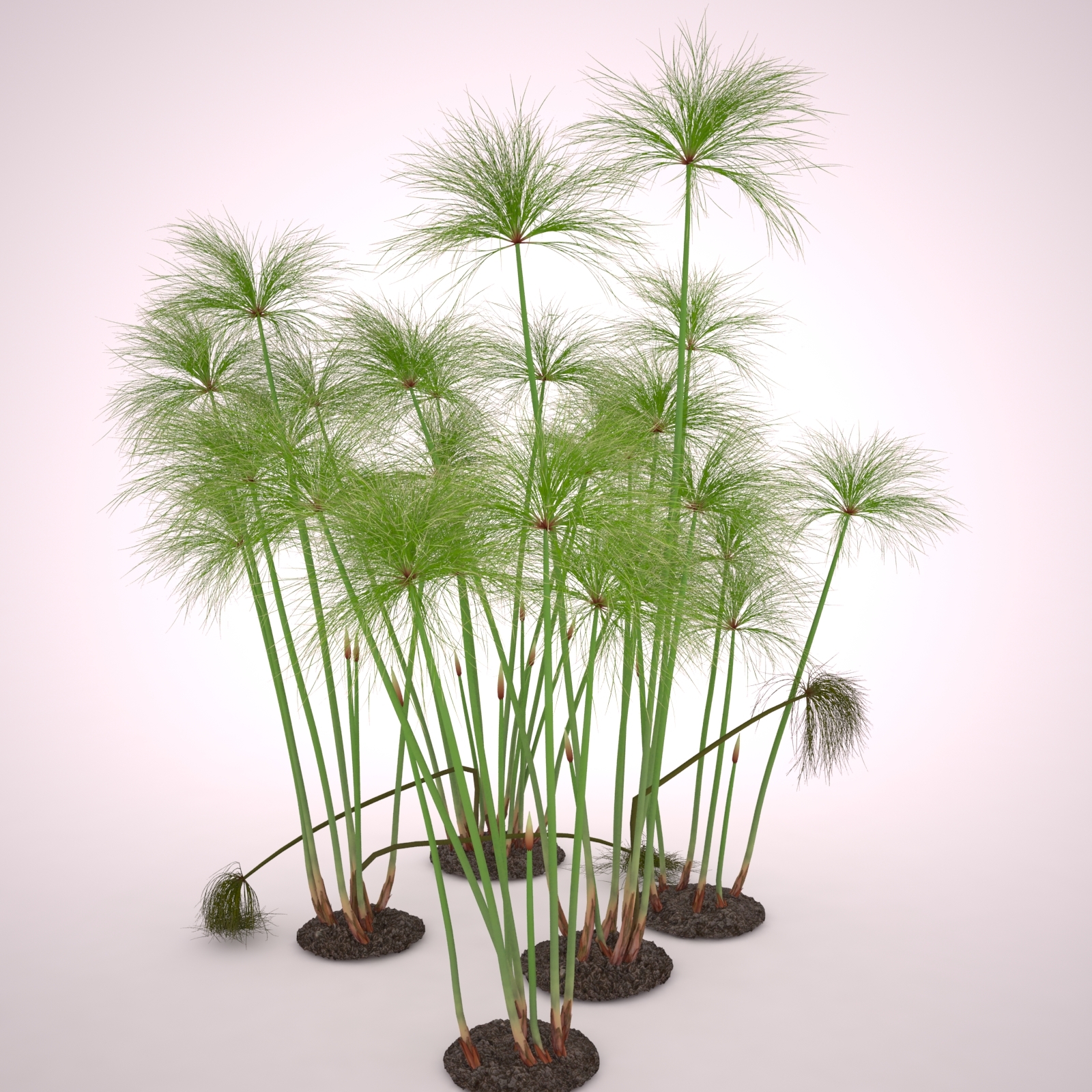3d cyperus papyrus plant set model