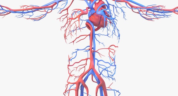 modelo 3d Sistema circulatorio - TurboSquid 846425
