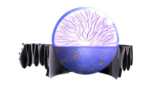 3d nucleolus nucleus