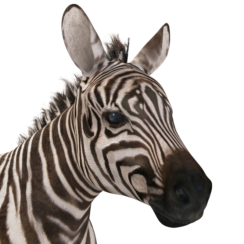 zebra 3d model