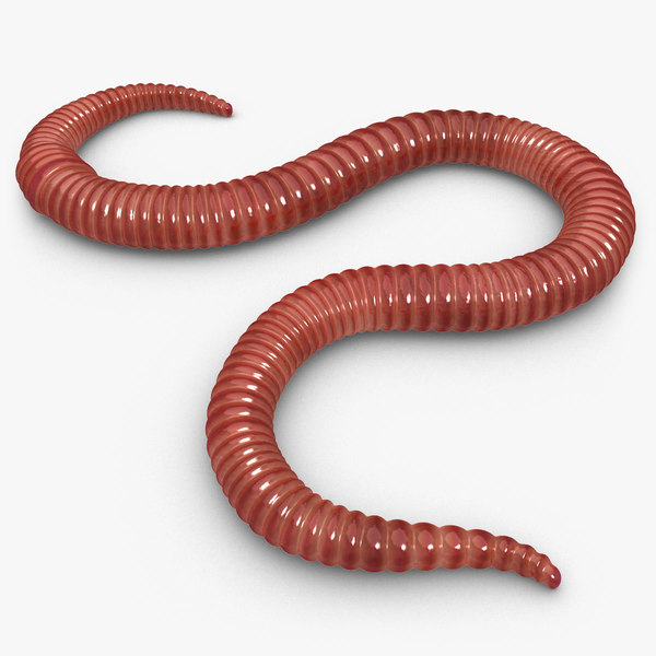 3D Worm Models | TurboSquid
