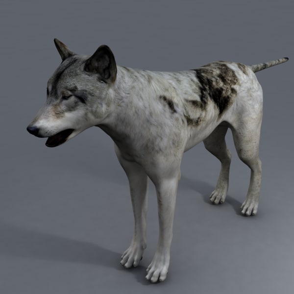 3d wolf