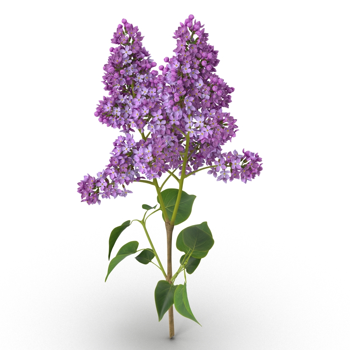 syringa lilac 3d model
