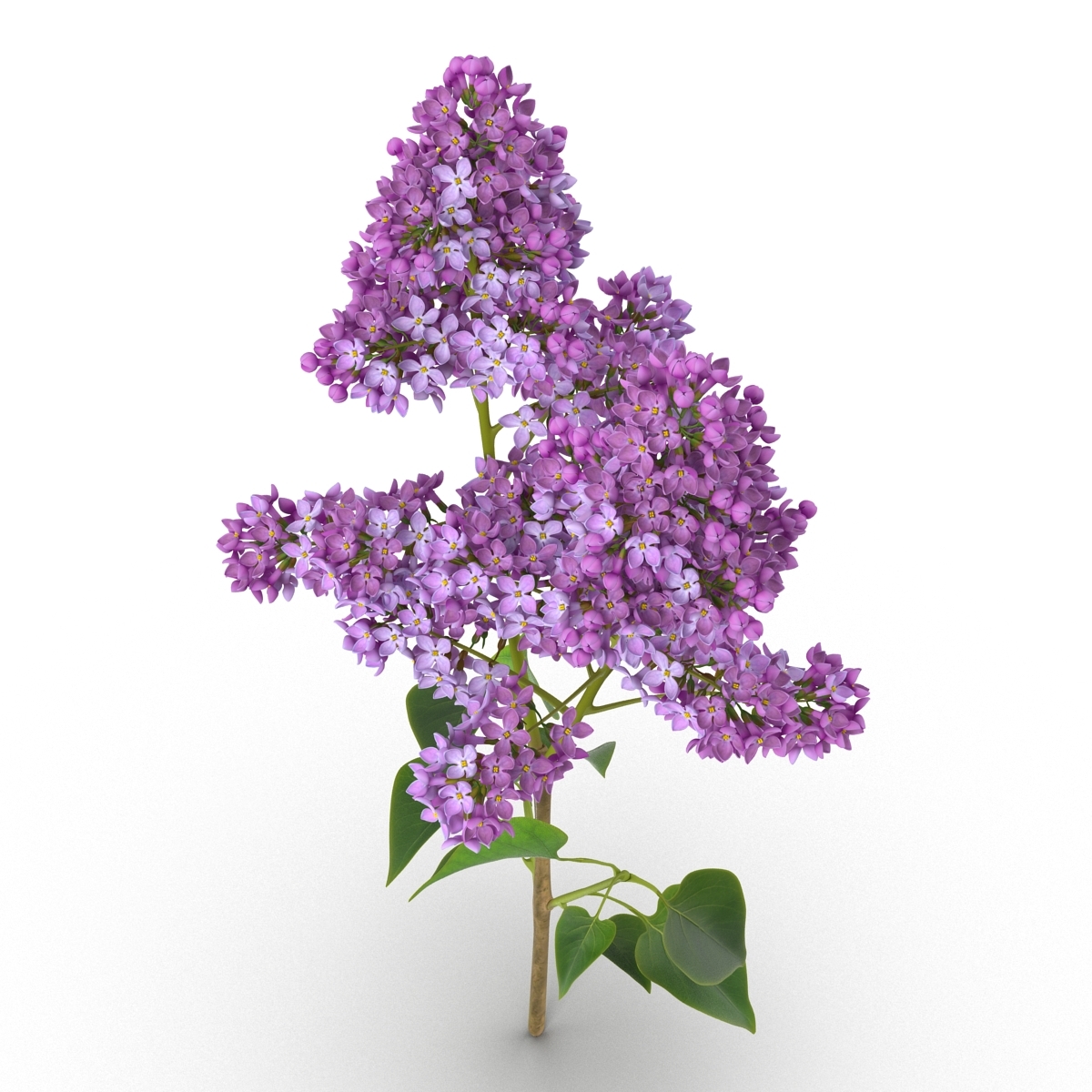 syringa lilac 3d model
