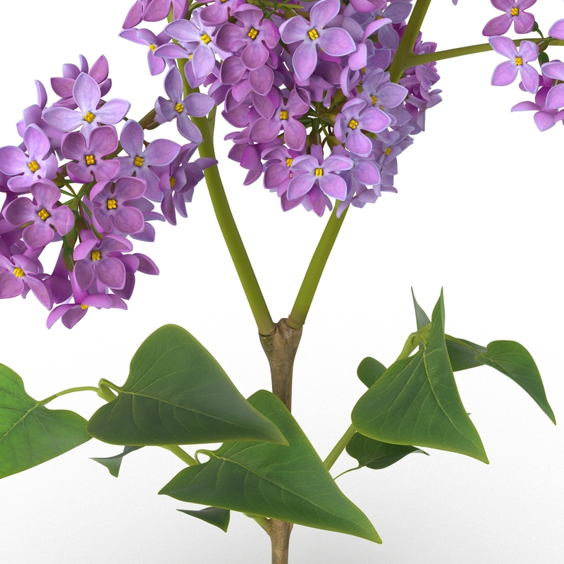 syringa lilac 3d model