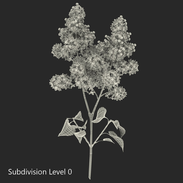 syringa lilac 3d model