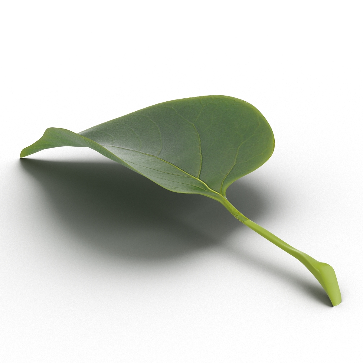 3d leaf 2 model