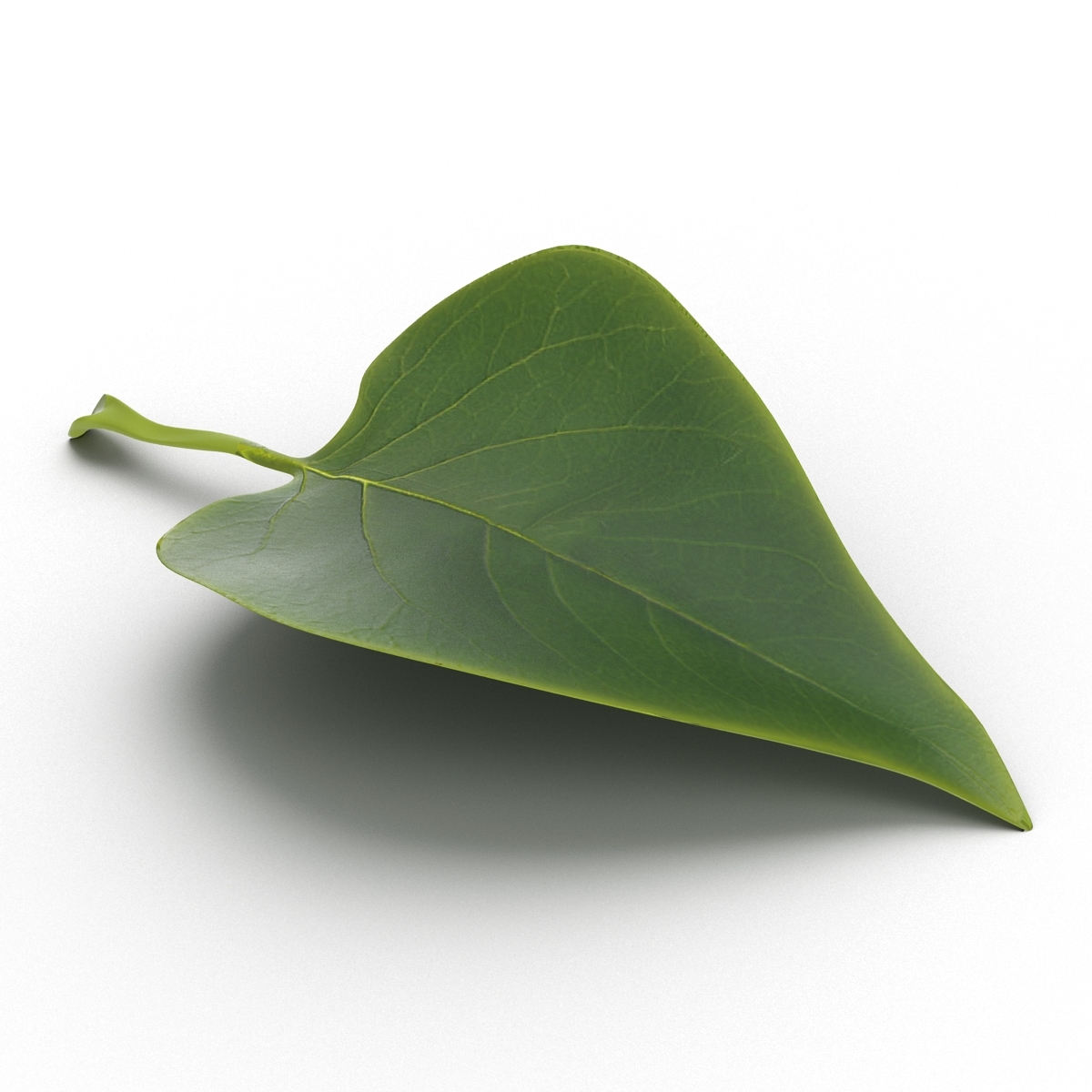 3d leaf 2 model