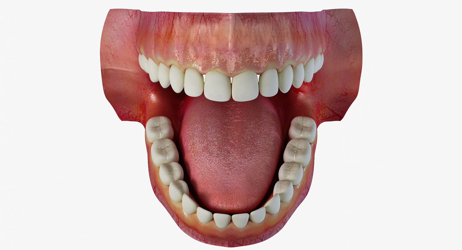 human mouth teeth 3d max