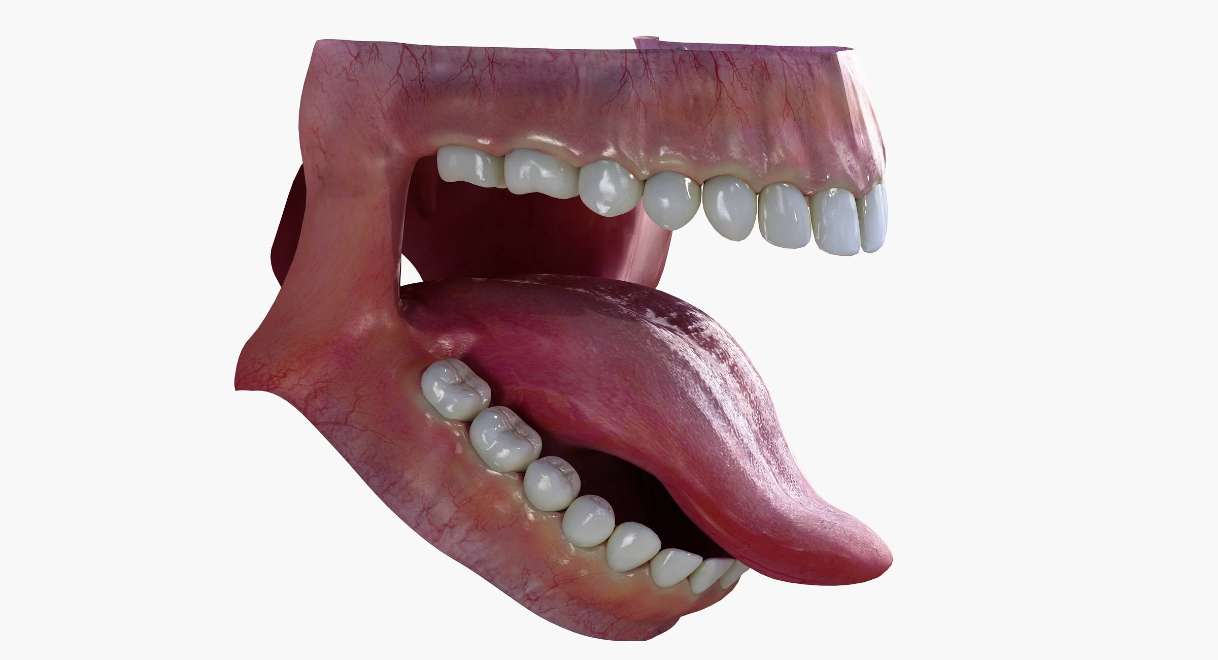 human mouth teeth 3d max