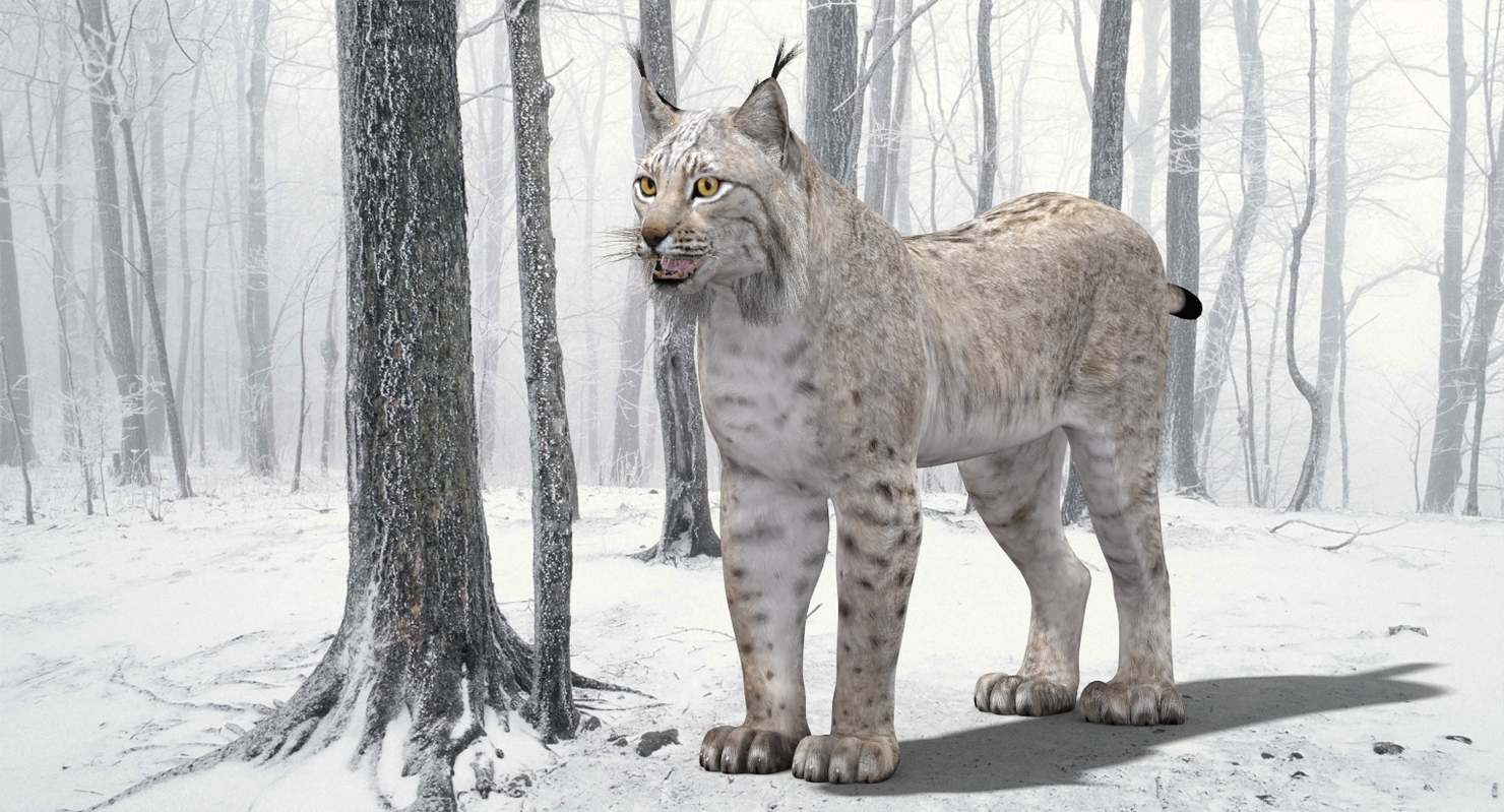 3dsmax eurasian lynx white