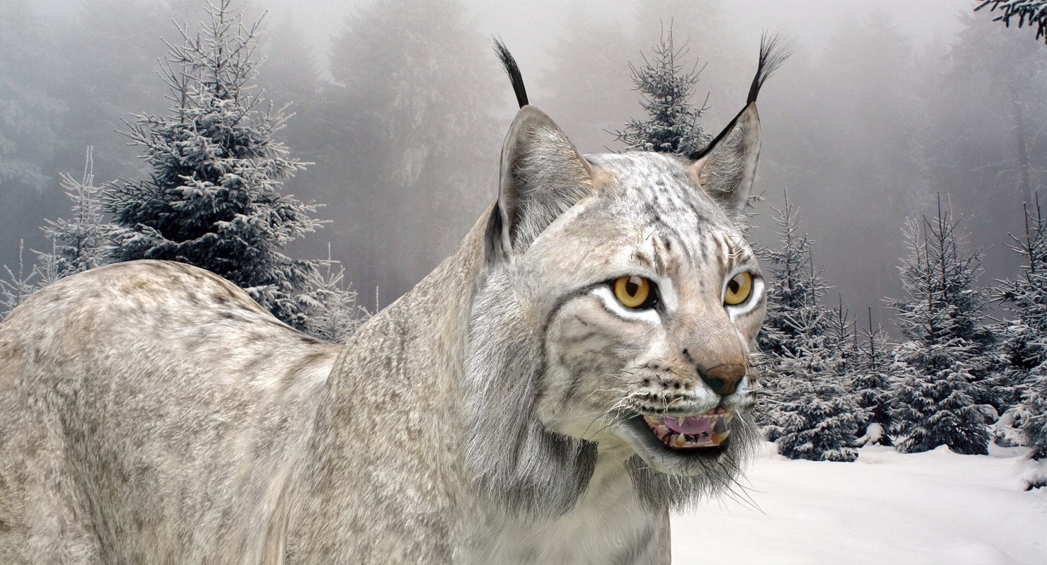 3dsmax eurasian lynx white