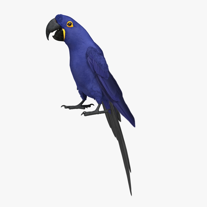 Papagaio 'Macaco-arara azul' de Anodorhynchus Hyac Modelo 3D ...