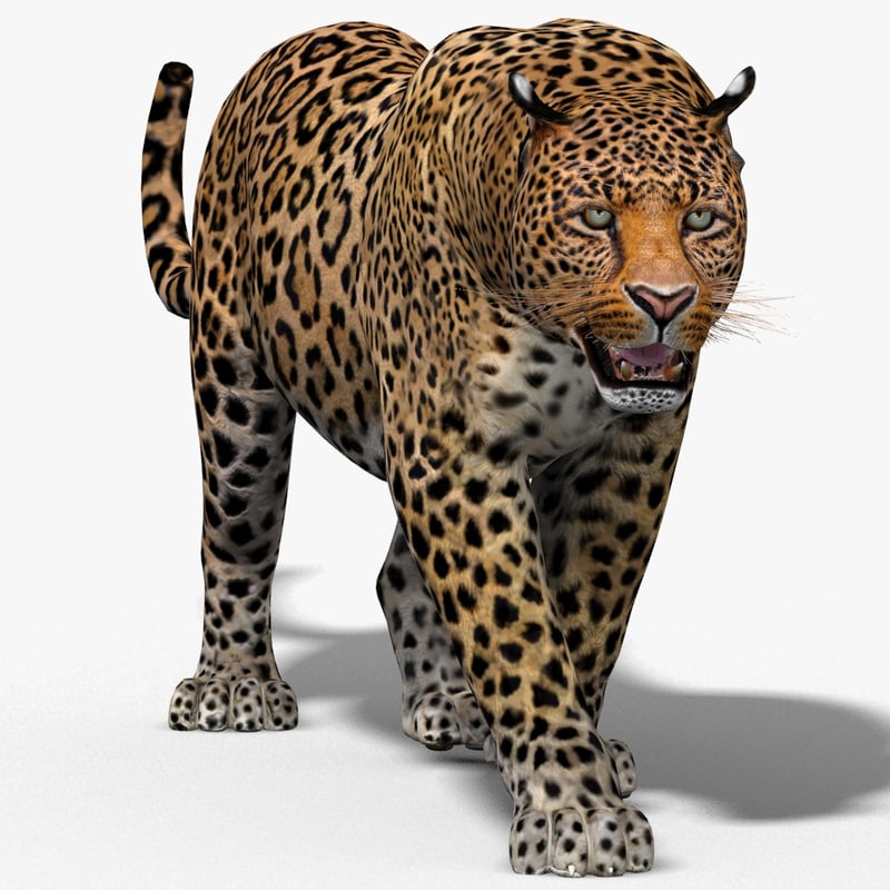 Leopard 3D Models for Download | TurboSquid