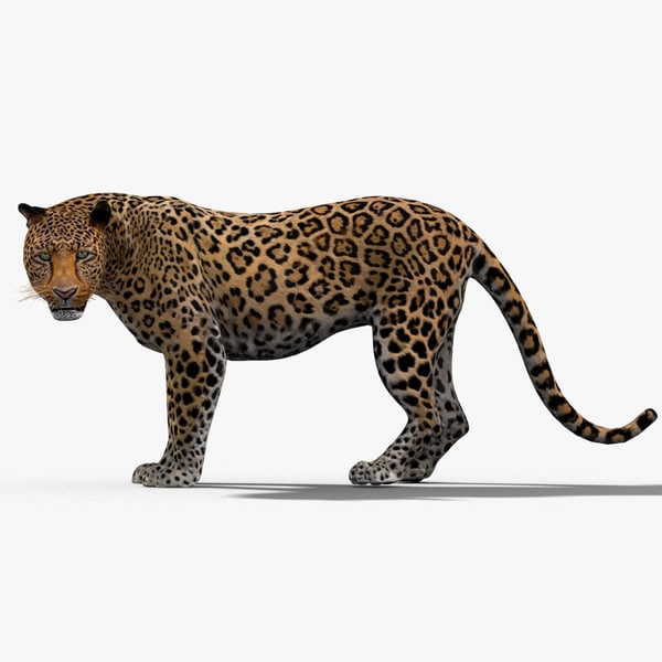 Leopard 3D Models for Download | TurboSquid