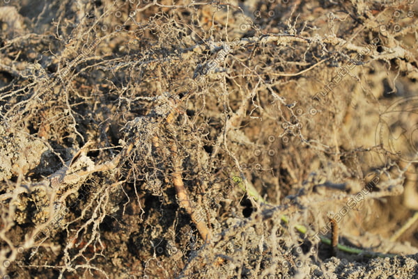 Texture JPEG root texture uprooted