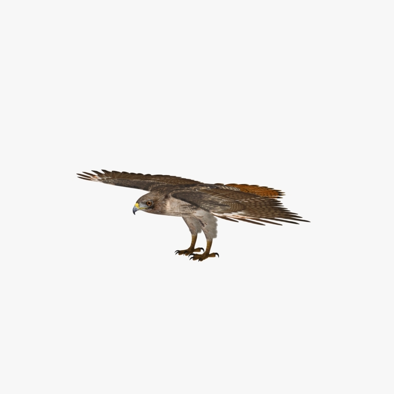 3d model buteo jamaicensis red-tailed hawk