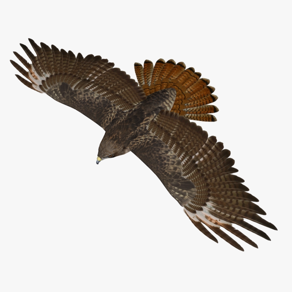 3d model buteo jamaicensis red-tailed hawk