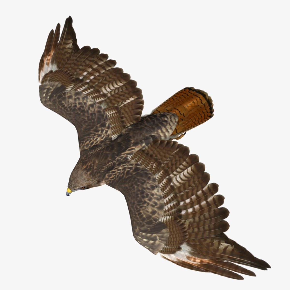 3d model buteo jamaicensis red-tailed hawk