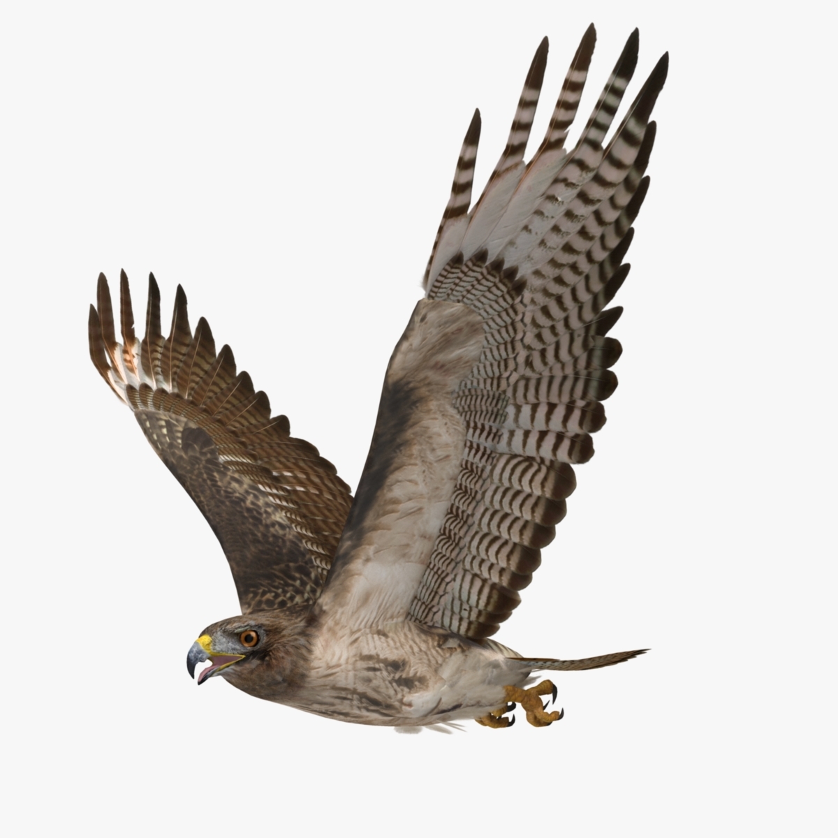 3d model buteo jamaicensis red-tailed hawk