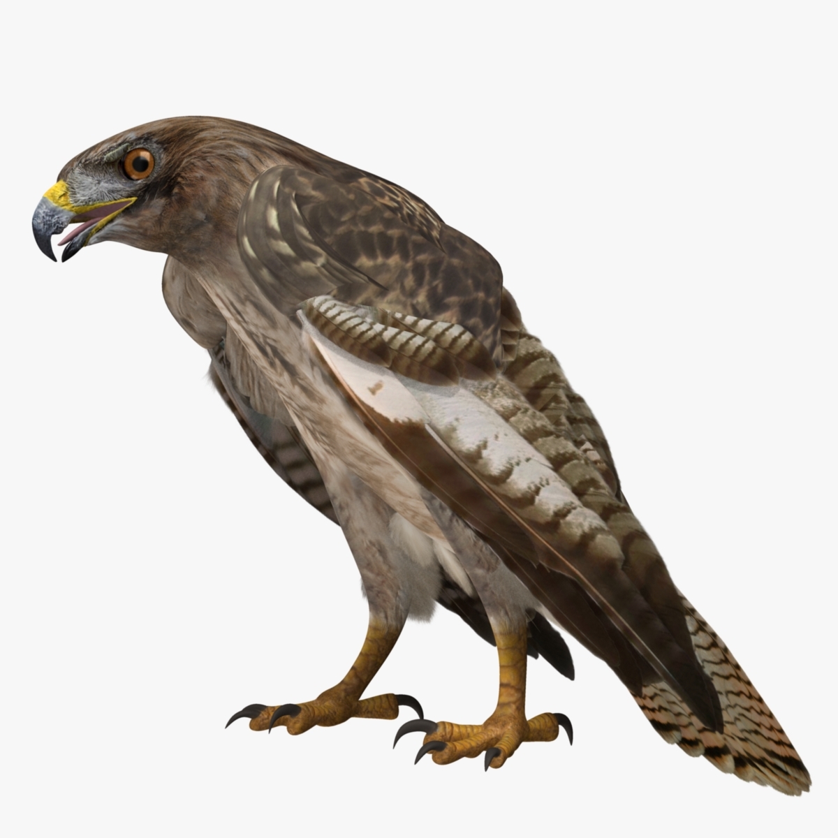 3d model buteo jamaicensis red-tailed hawk