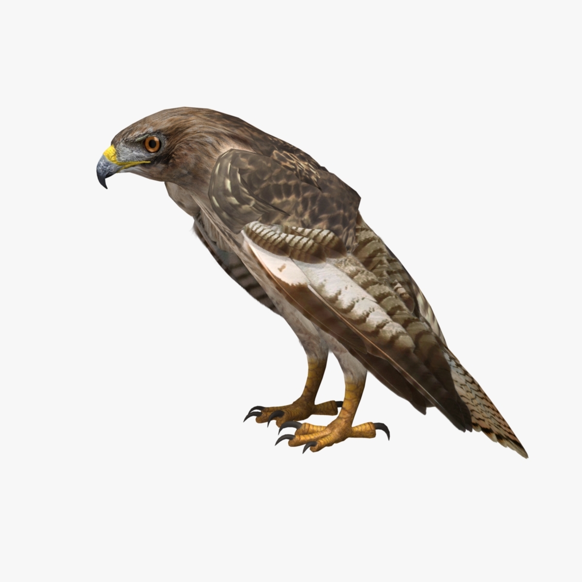 3d model buteo jamaicensis red-tailed hawk