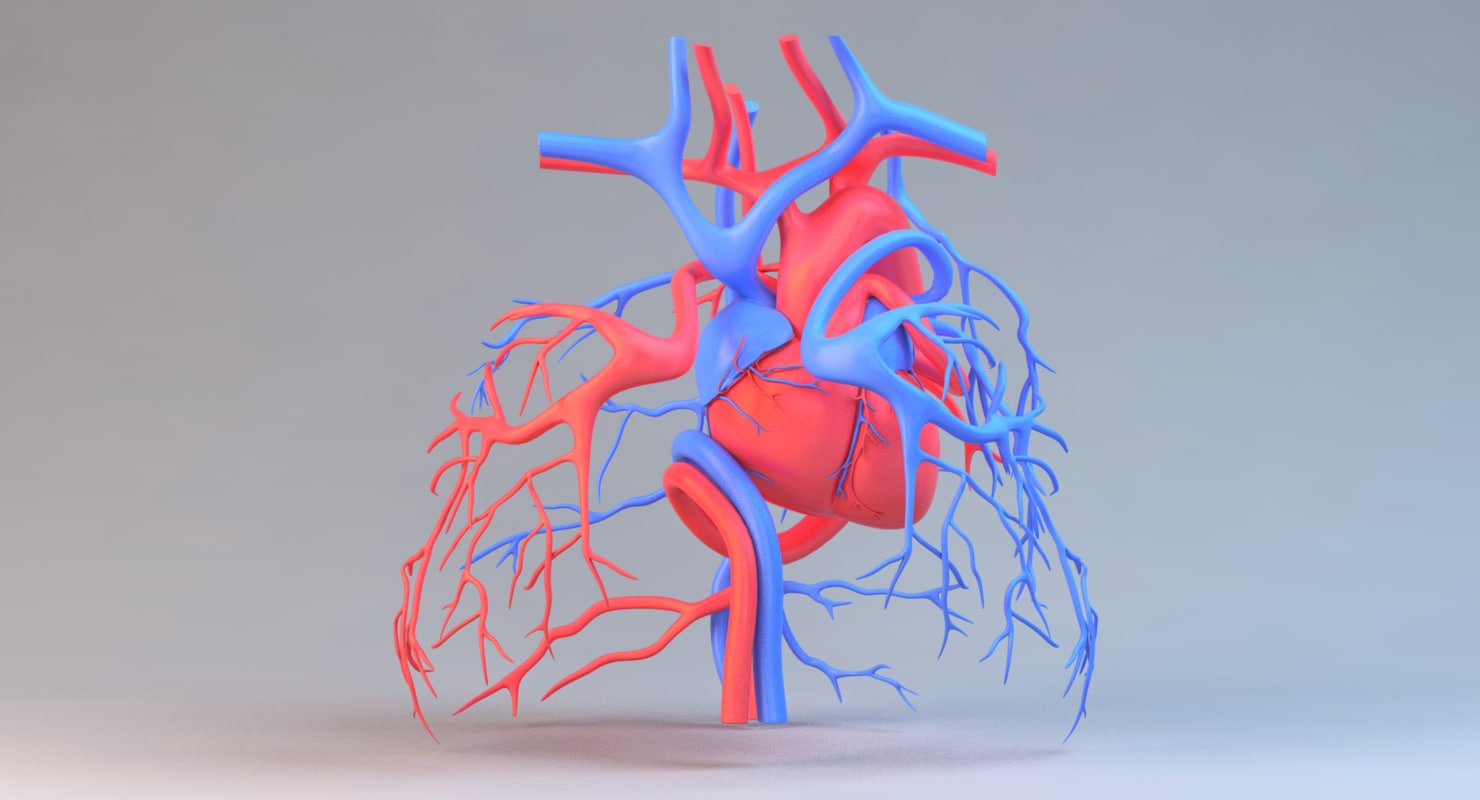 heart circulatory 3d obj