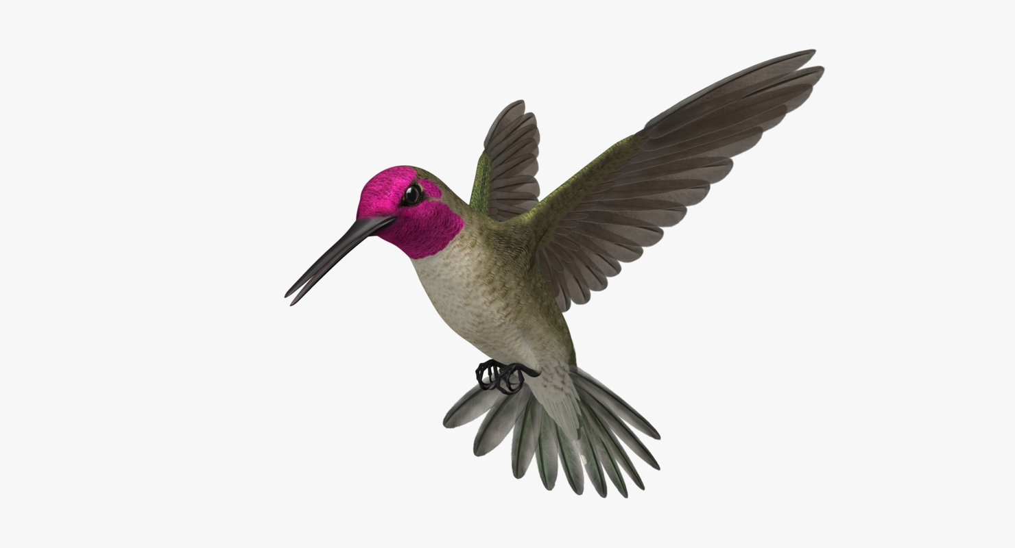3d model of calypte anna s hummingbird