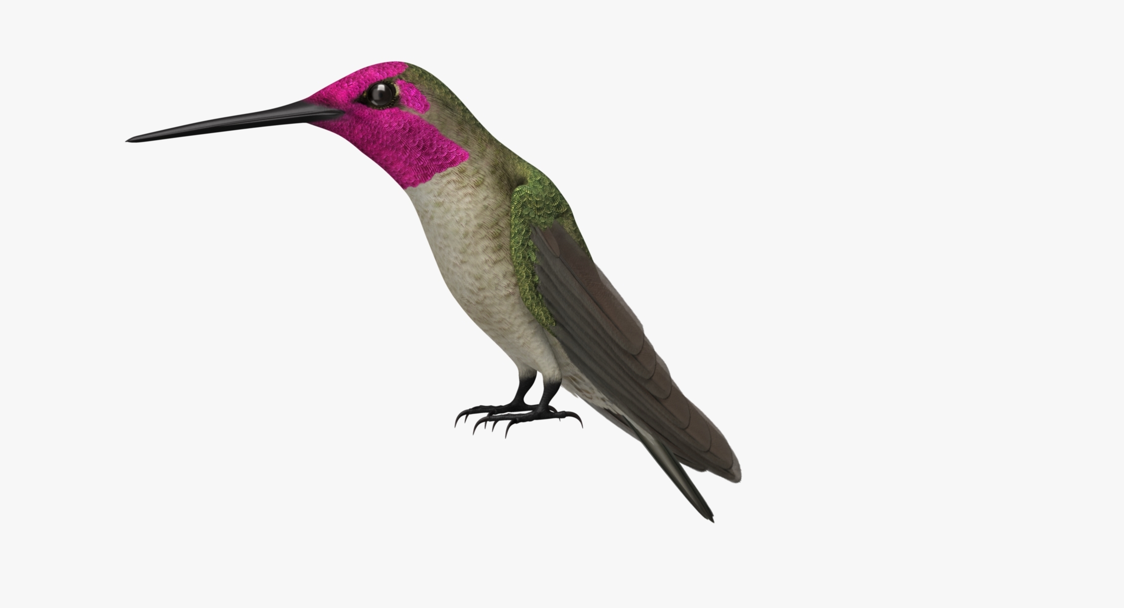 3d model of calypte anna s hummingbird