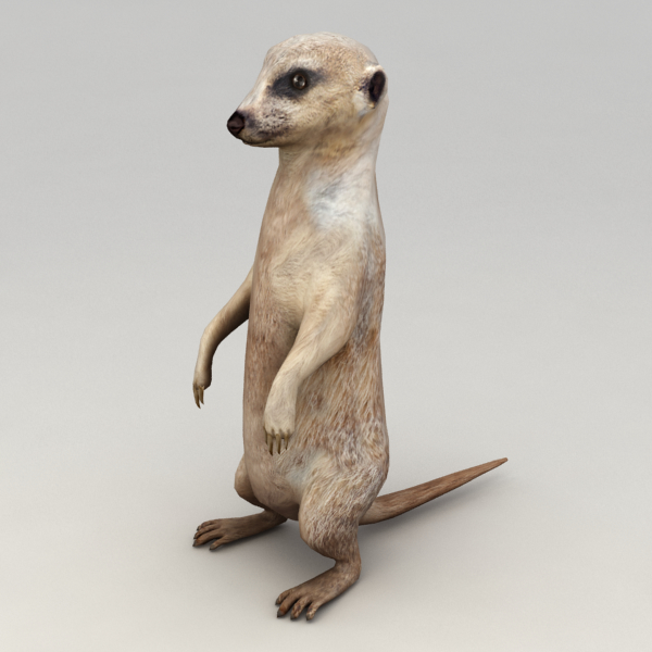 Meerkat Animated Modelo 3D - TurboSquid 928992