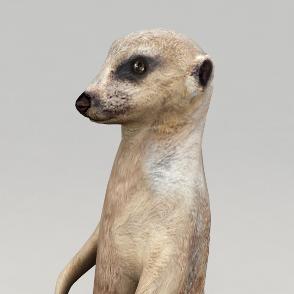 max meerkat