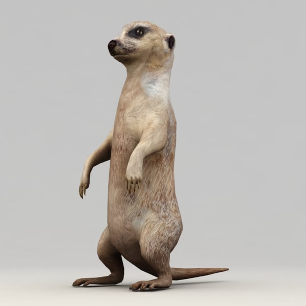 max meerkat