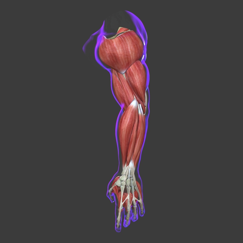 3d ma muscle arm medical edition