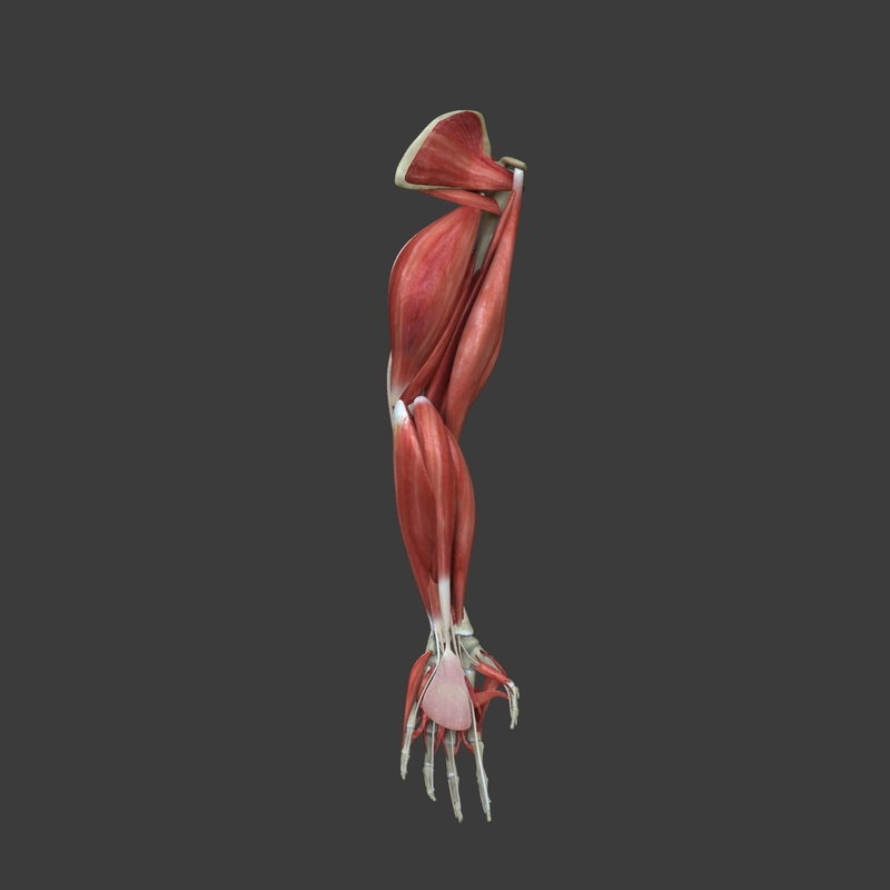 3d ma muscle arm medical edition