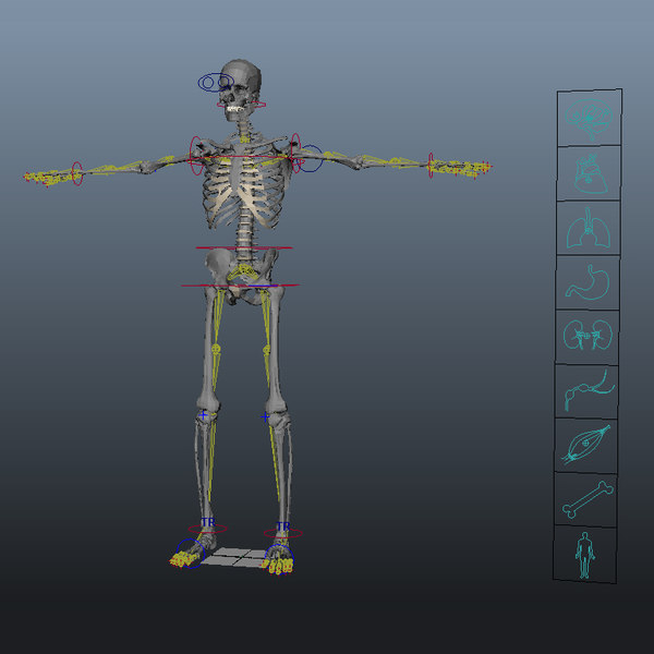 rigged complete male anatomy 3d ma